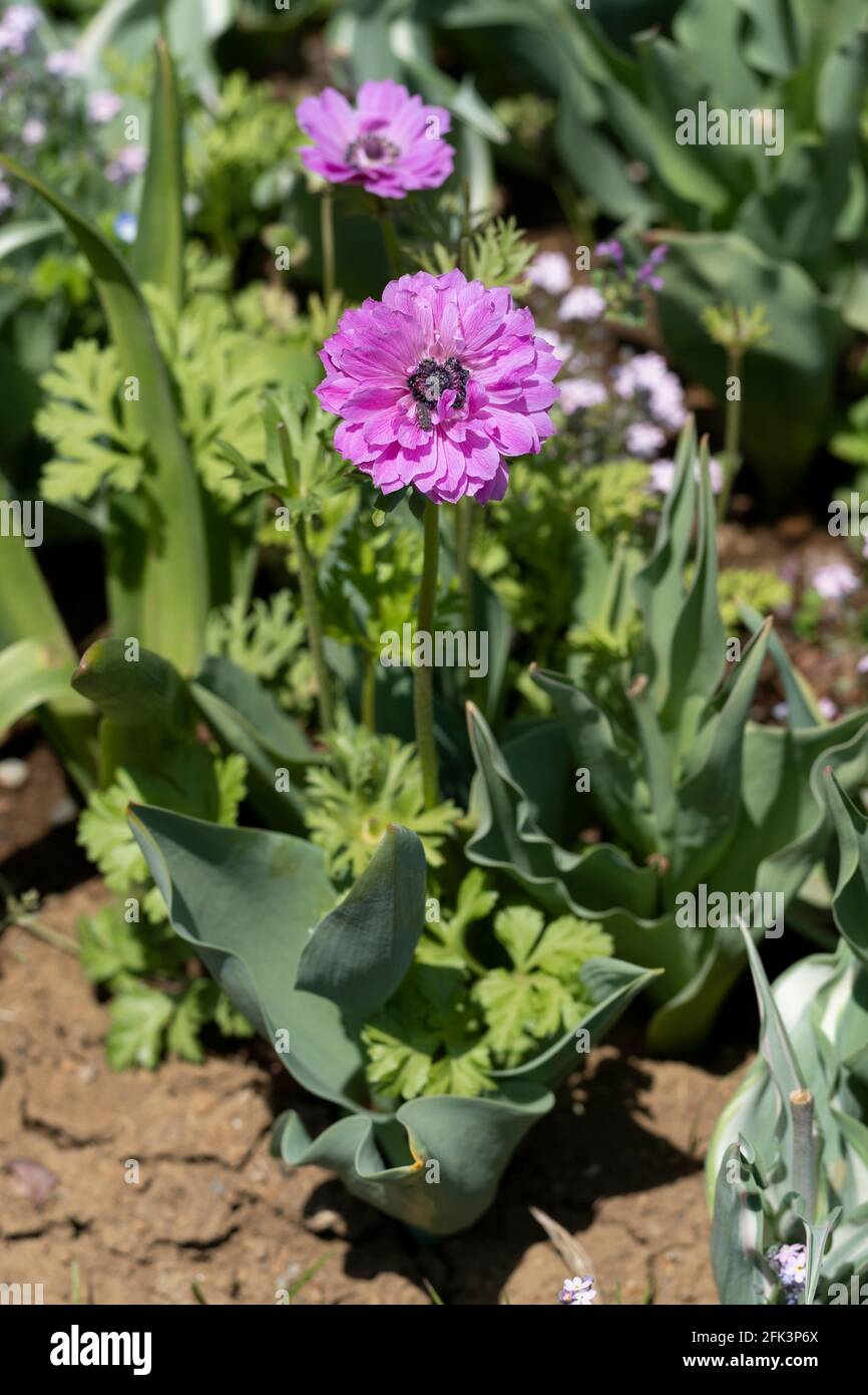 Kana flower hi-res stock photography and images - Alamy