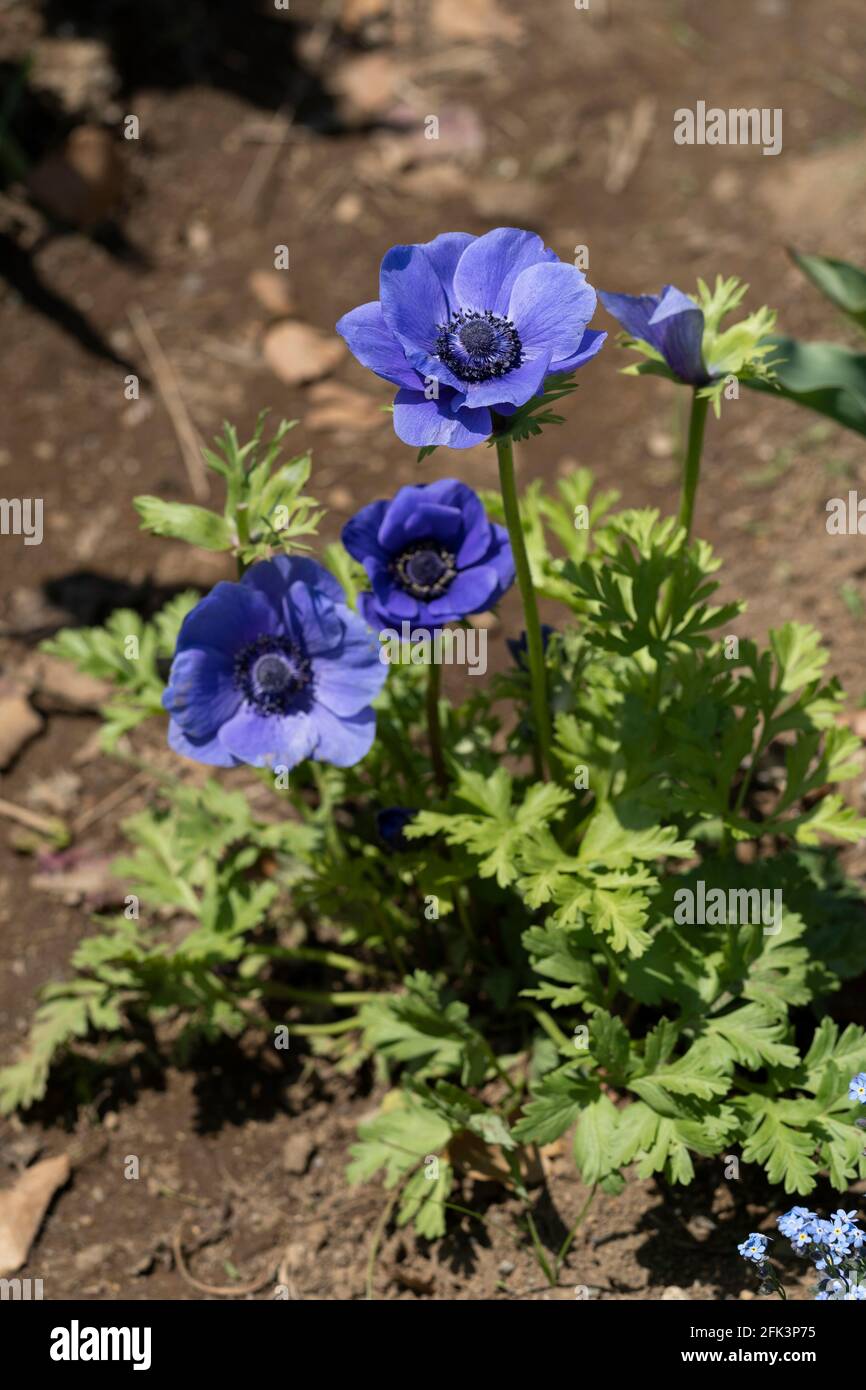 Kana Garden, Hiratsuka City, Kanagawa Prefecture, Japan Stock Photo - Alamy