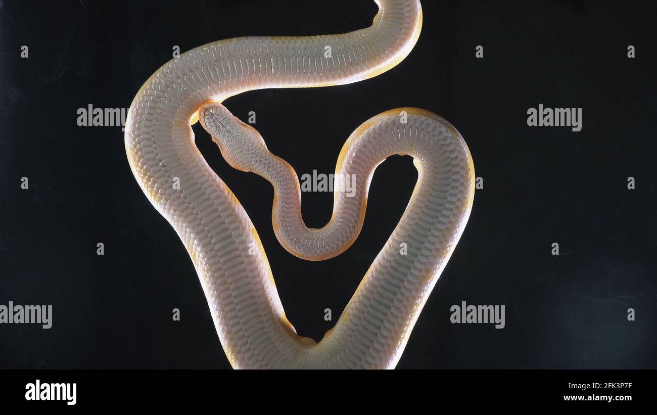 Royal phyton hi-res stock photography and images - Alamy