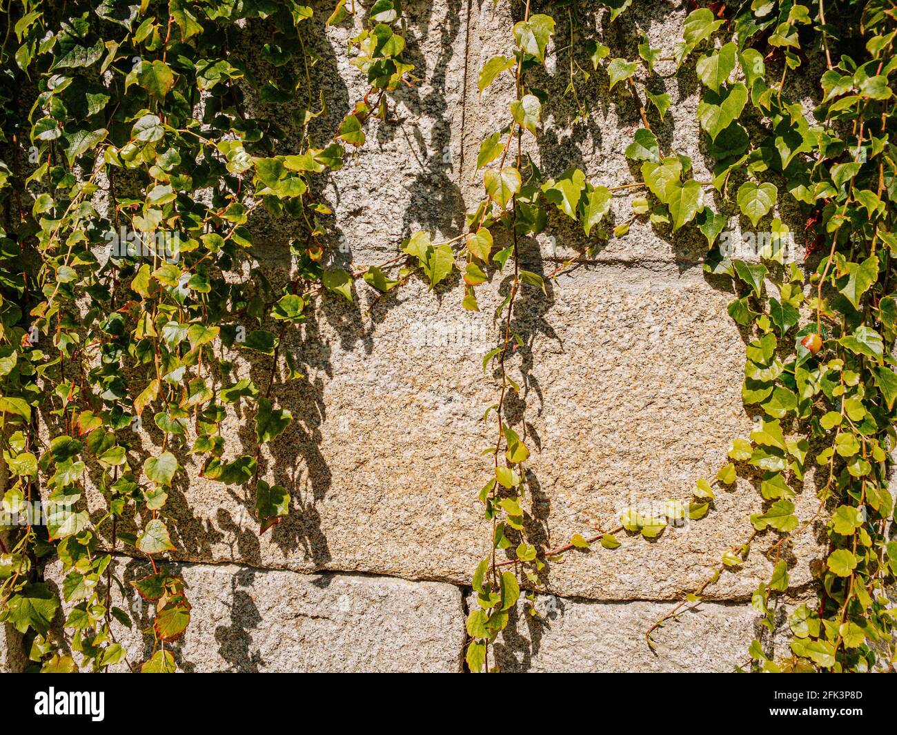 Ivy growing on a stone wall with direct sunlight Stock Photo - Alamy