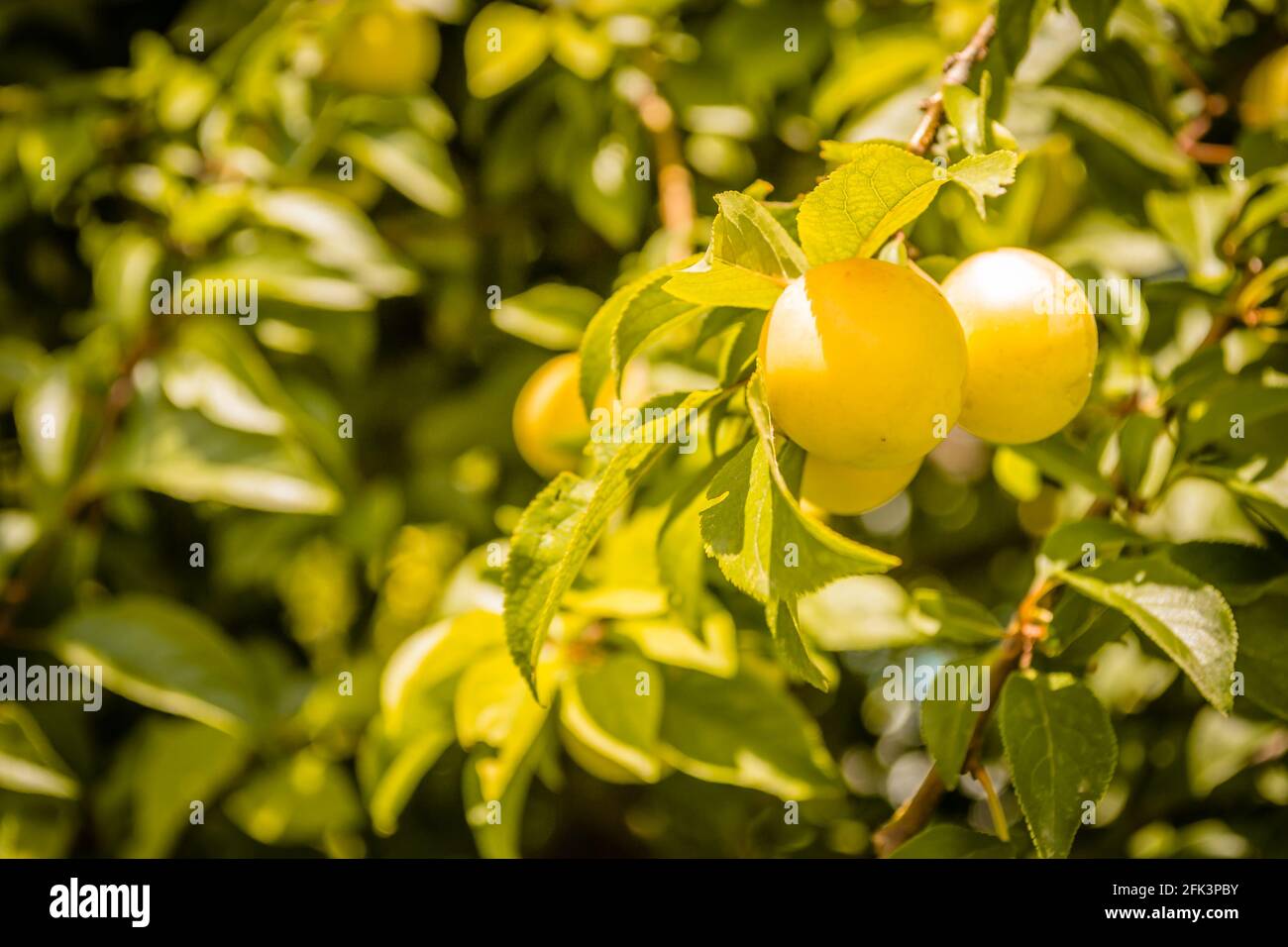 Hidden fruit hi-res stock photography and images - Alamy