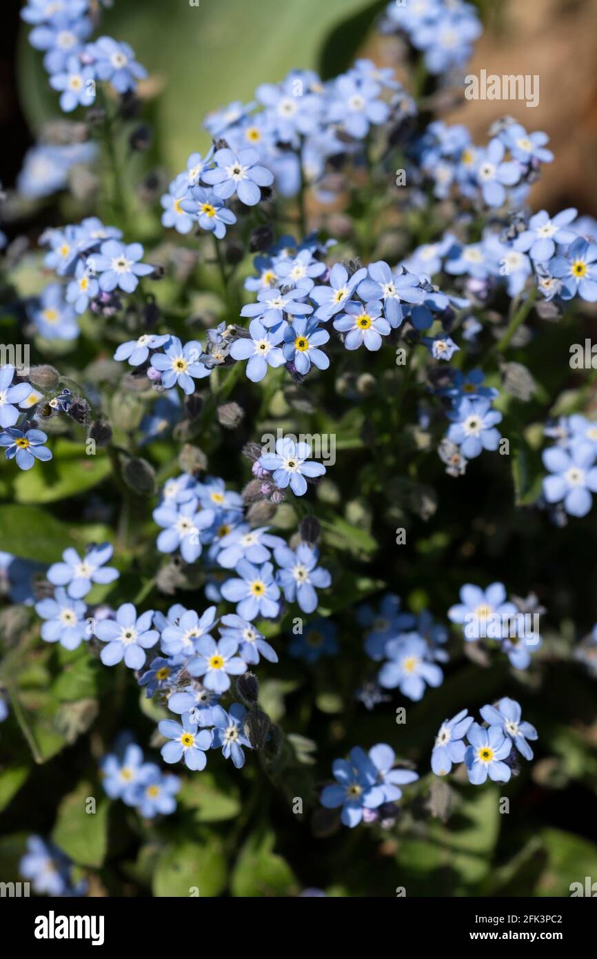 Kana flower hi-res stock photography and images - Alamy