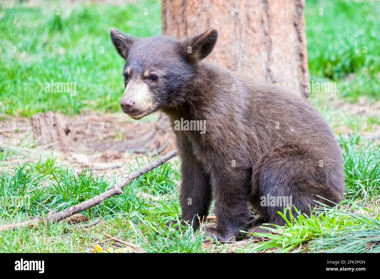 Black bear cub sitting at the foot of a tree Stock Photo - Alamy