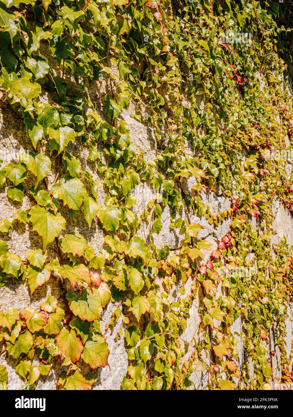 Ivy growing on a stone wall with direct sunlight Stock Photo - Alamy
