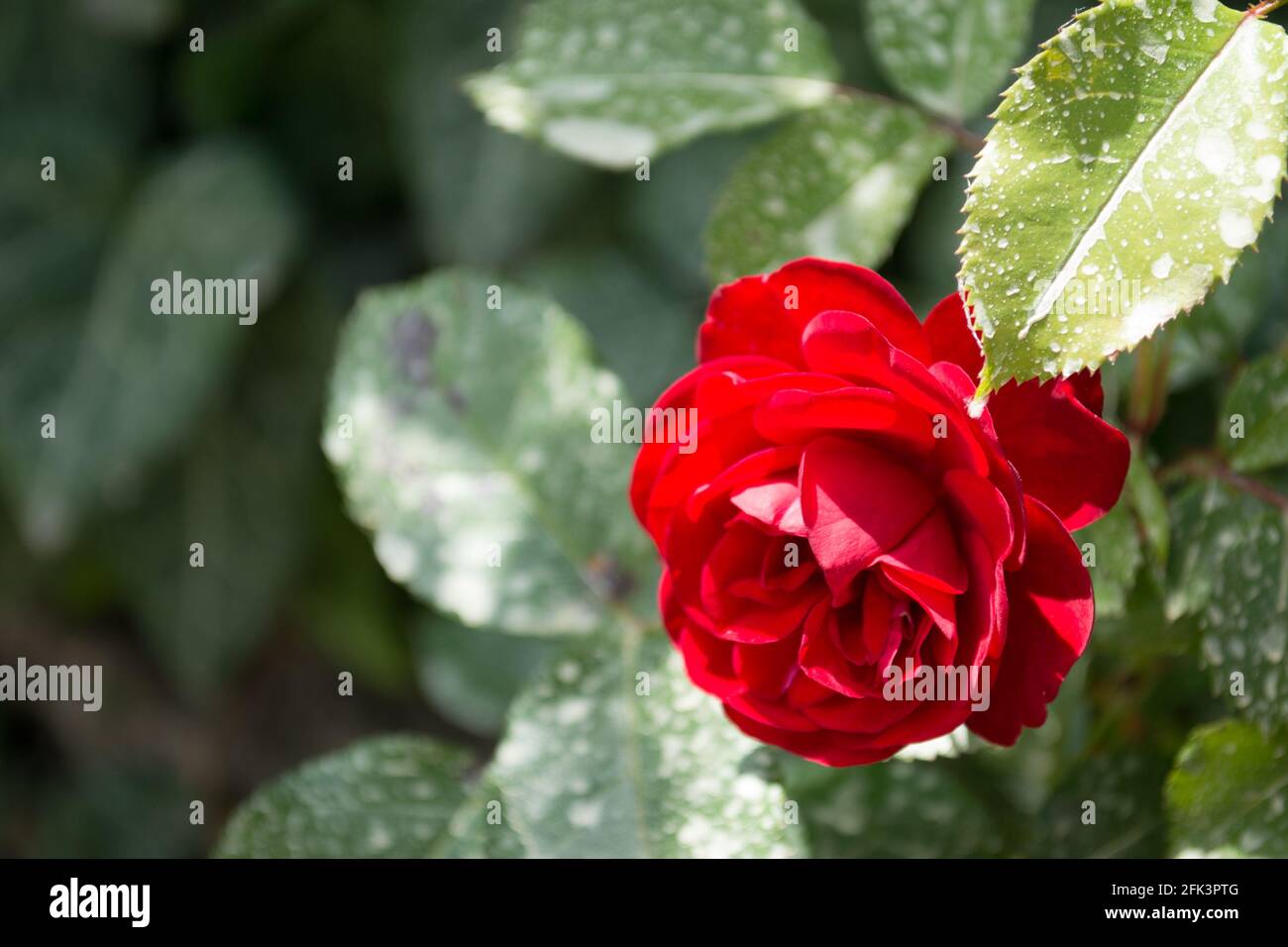 Bud of red rose with details on the petals Stock Photo - Alamy