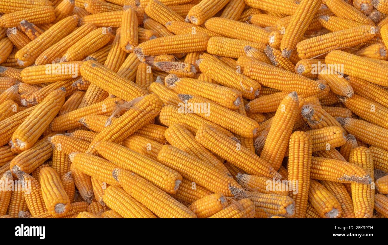 Heap of healthy yellow corn. Fresh ripe grains for drying. Ripe corn ...