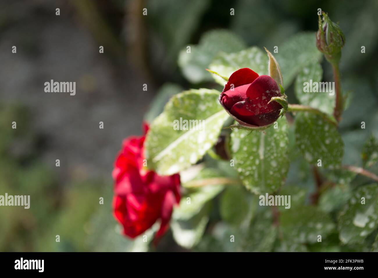 Bud of red rose with details on the petals Stock Photo - Alamy