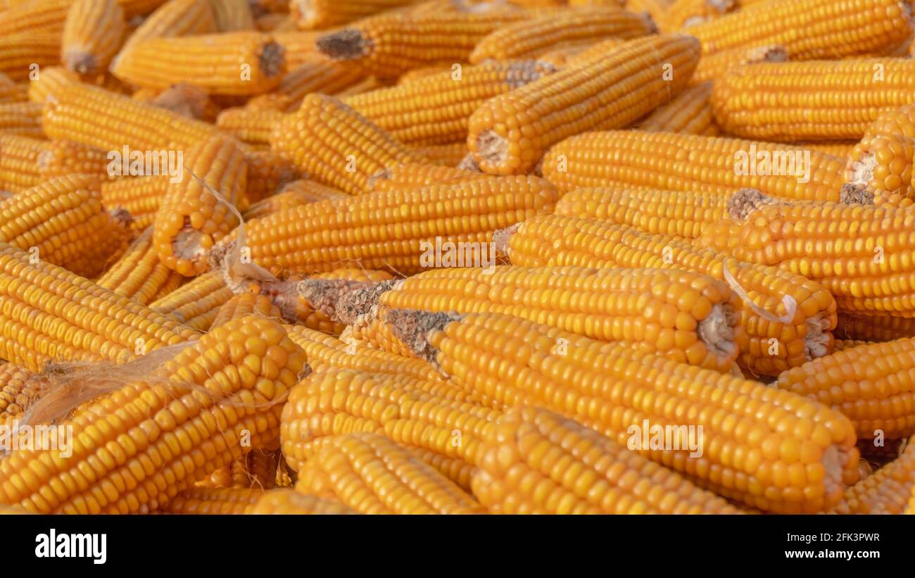 Heap of healthy yellow corn. Fresh ripe grains for drying. Ripe corn ...