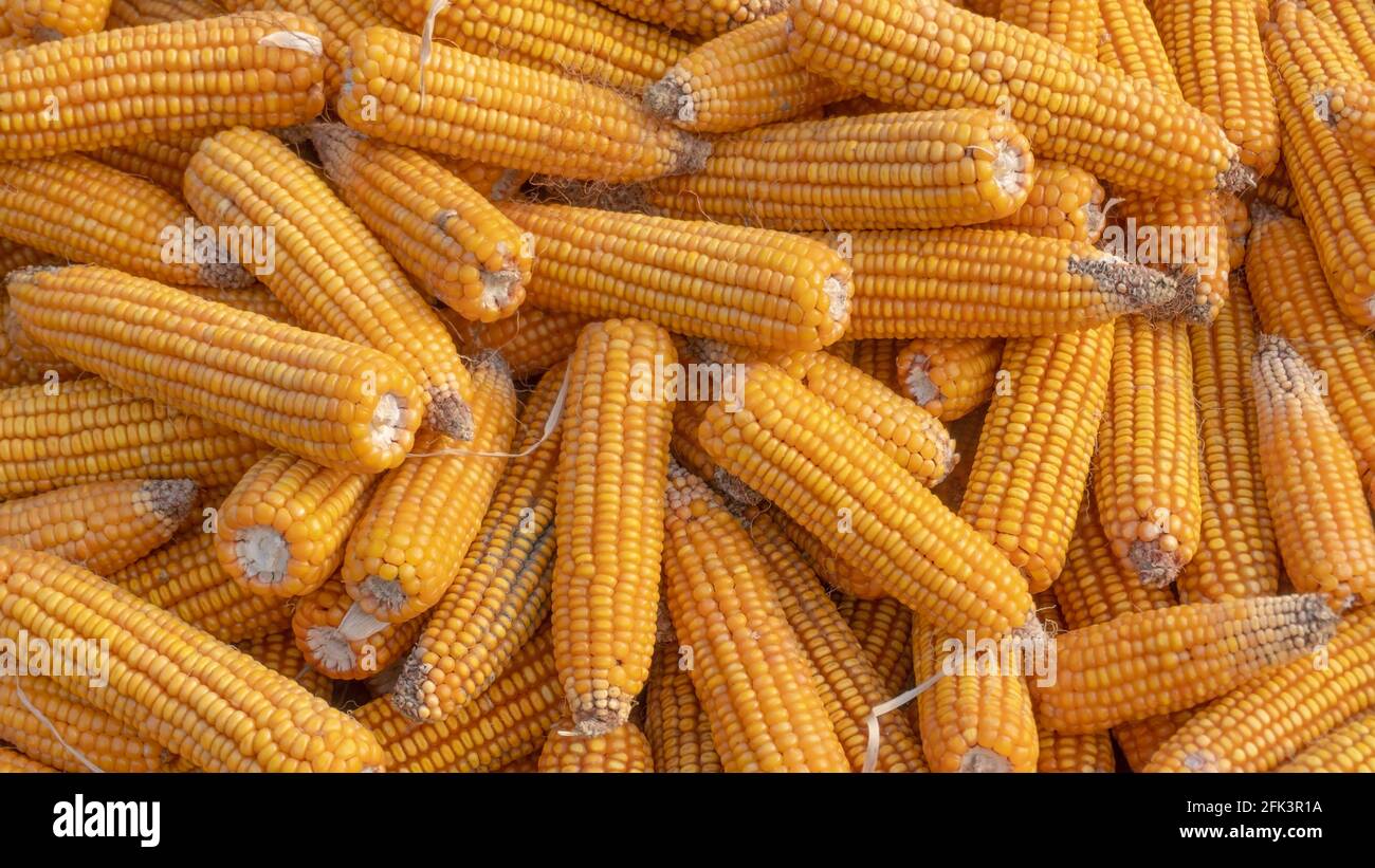 Heap of healthy yellow corn. Fresh ripe grains for drying. Ripe corn ...