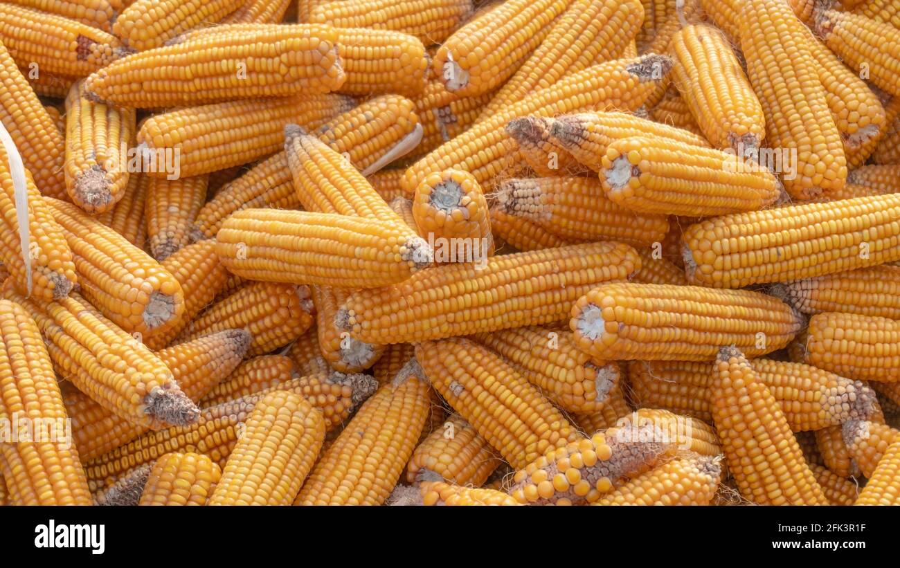 Heap of healthy yellow corn. Fresh ripe grains for drying. Ripe corn ...