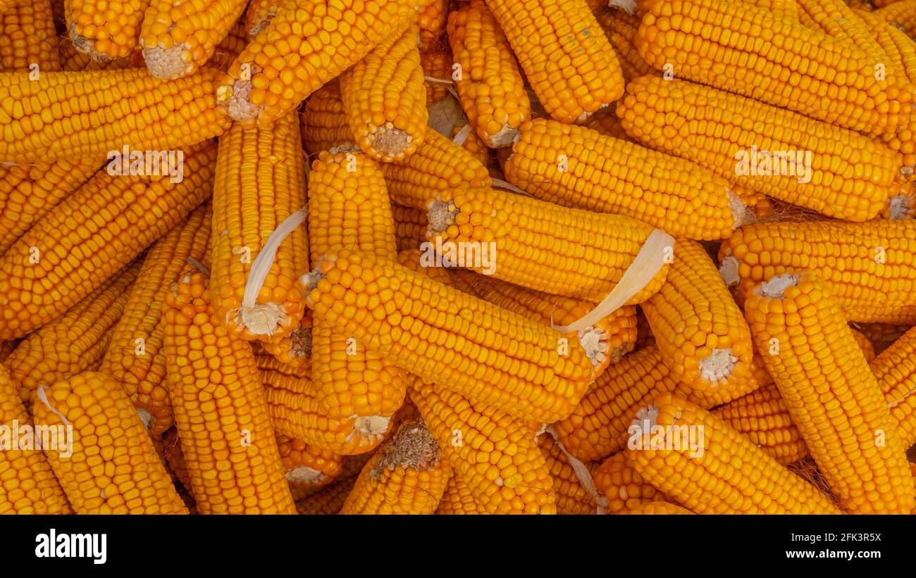 Heap of healthy yellow corn. Fresh ripe grains for drying. Ripe corn ...