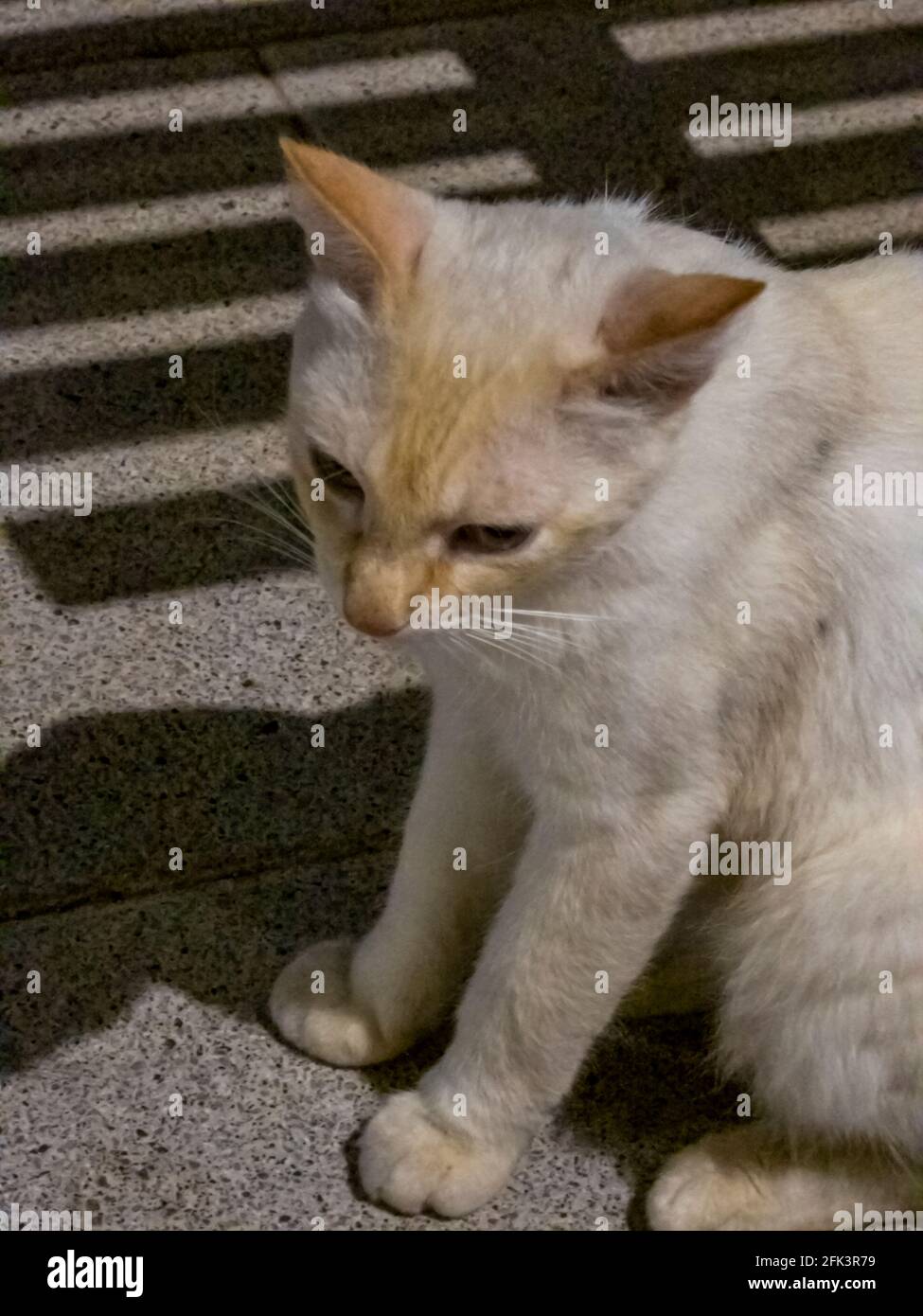 Pet strolling hi-res stock photography and images - Alamy