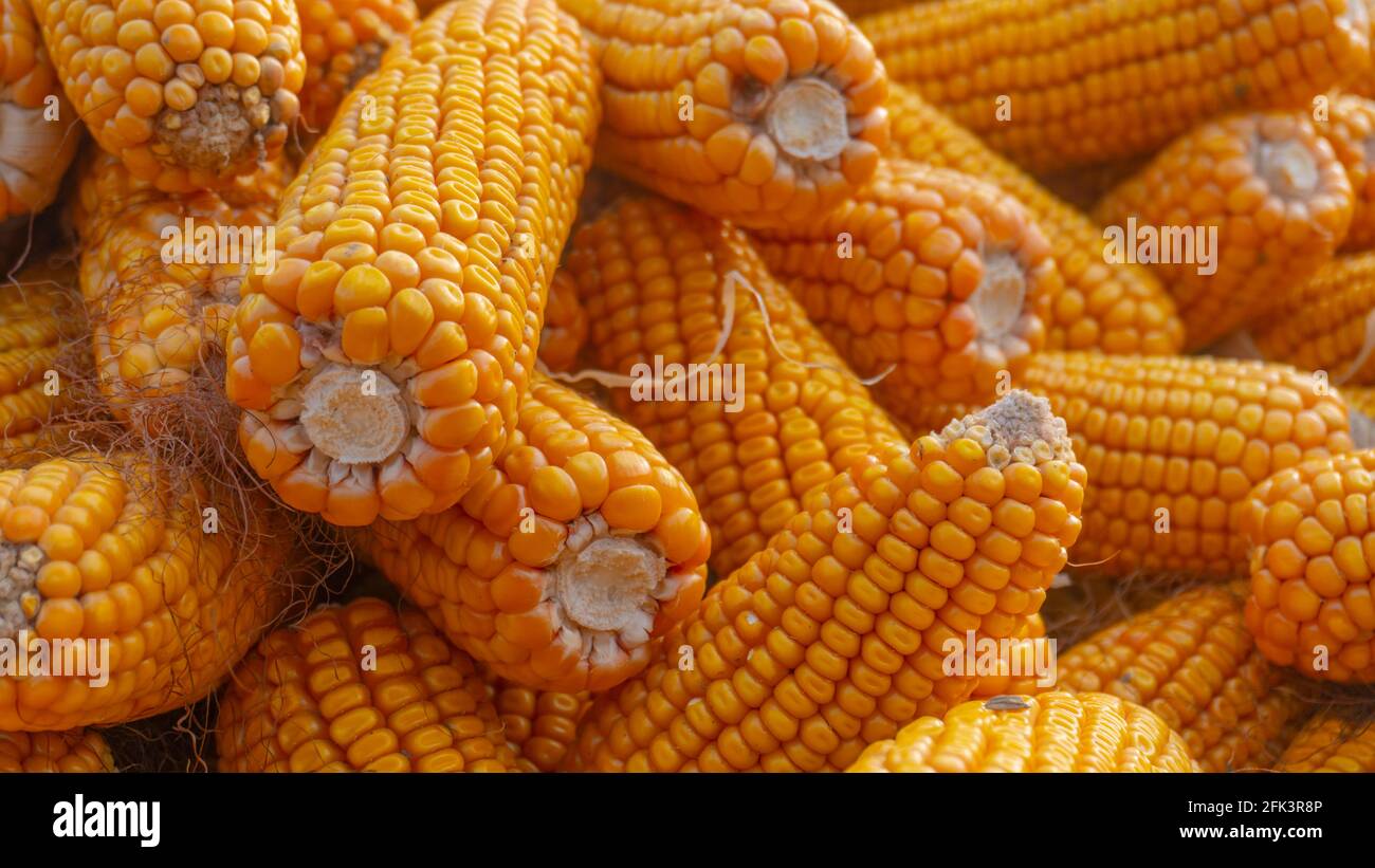 Corn grains hi-res stock photography and images - Alamy