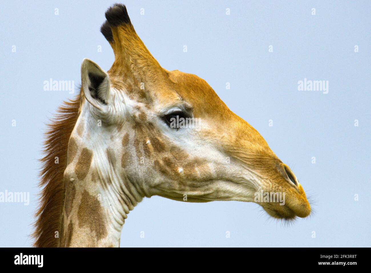Old bull giraffe Stock Photo - Alamy