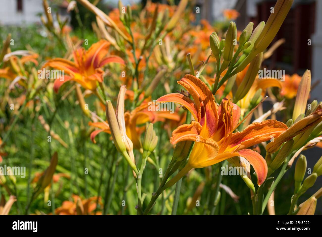 Red orange lilies in outdoor hi-res stock photography and images - Alamy