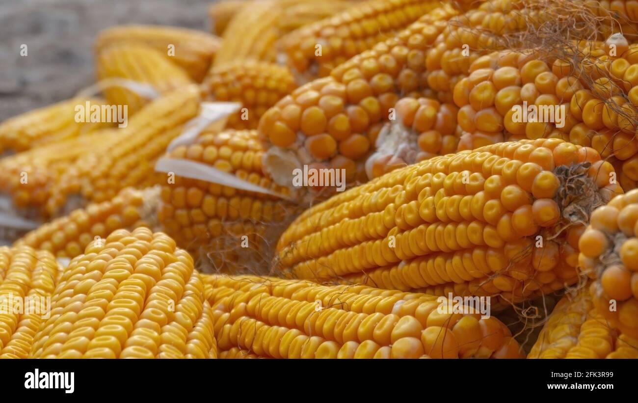 Heap of healthy yellow corn. Fresh ripe grains for drying. Ripe corn ...