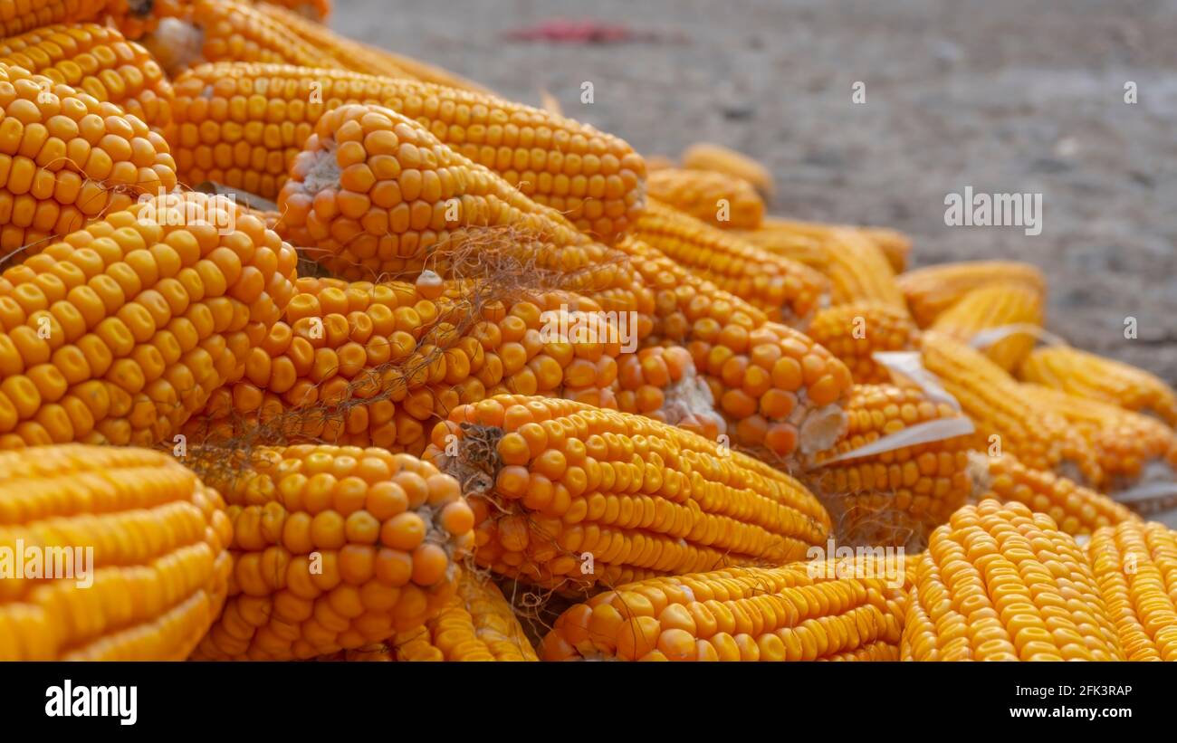 Heap of healthy yellow corn. Fresh ripe grains for drying. Ripe corn ...