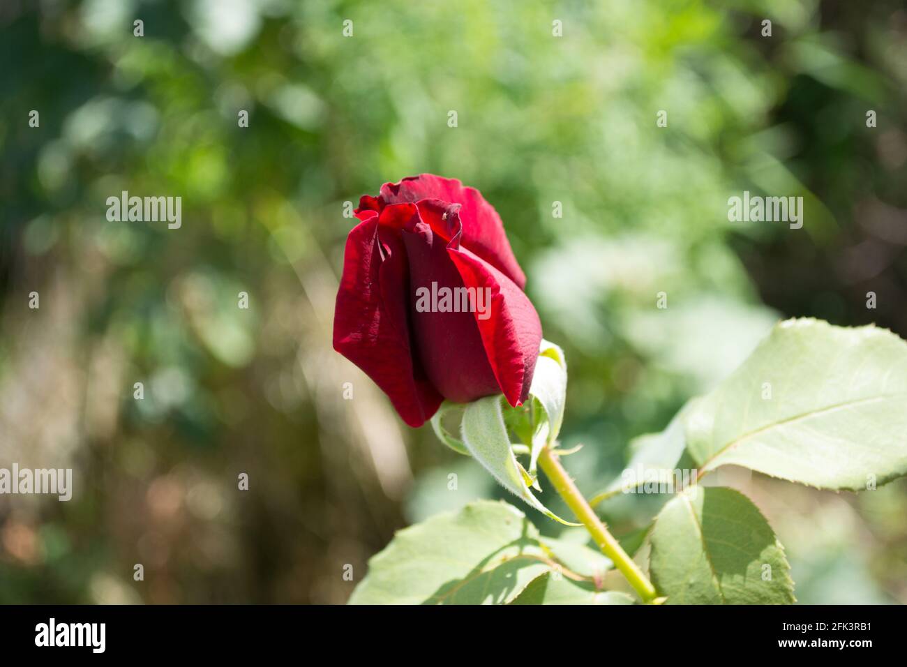 Bud of red rose with details on the petals Stock Photo - Alamy