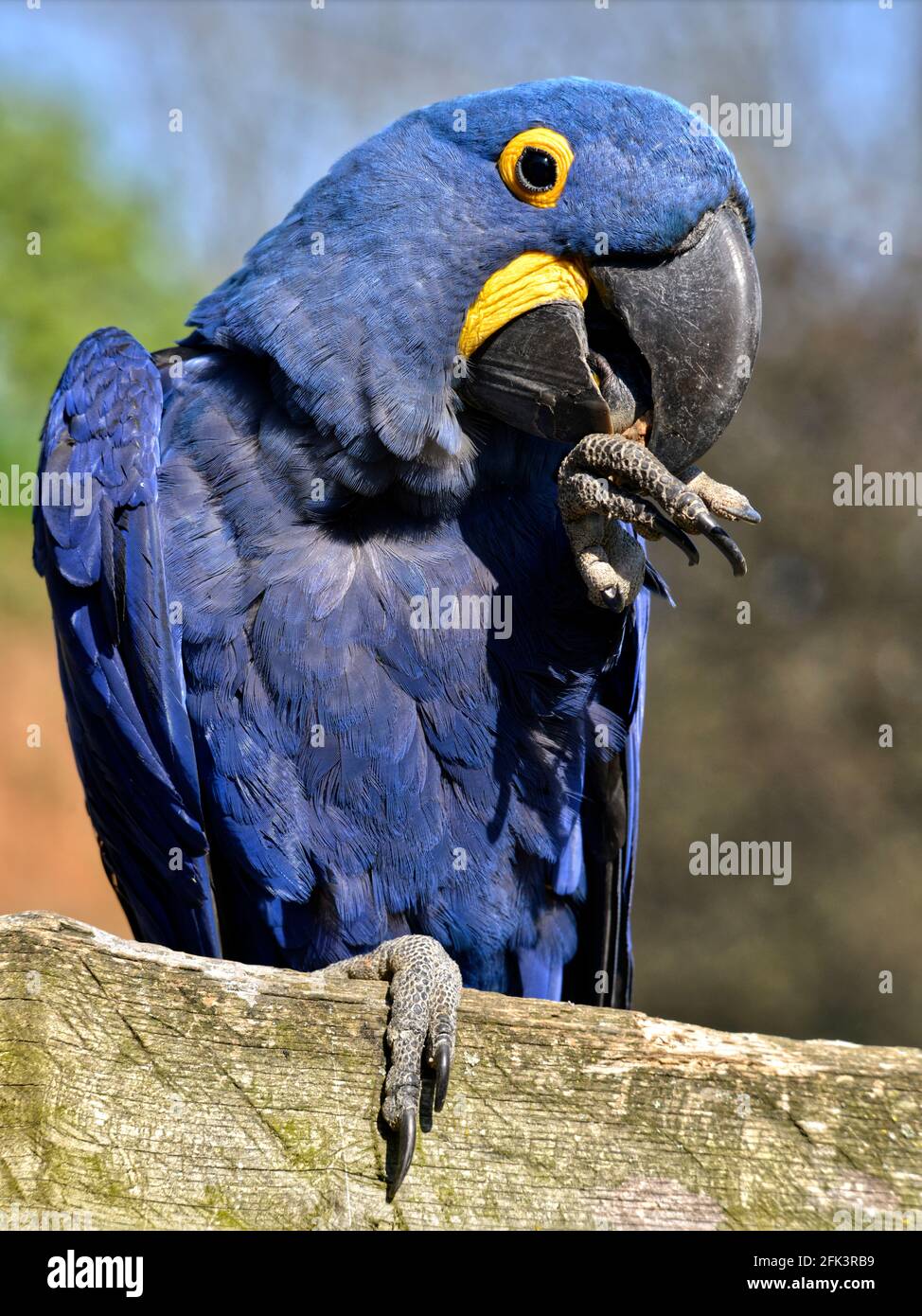 Anodorhynchus hyacinthinus tongue hi-res stock photography and images ...