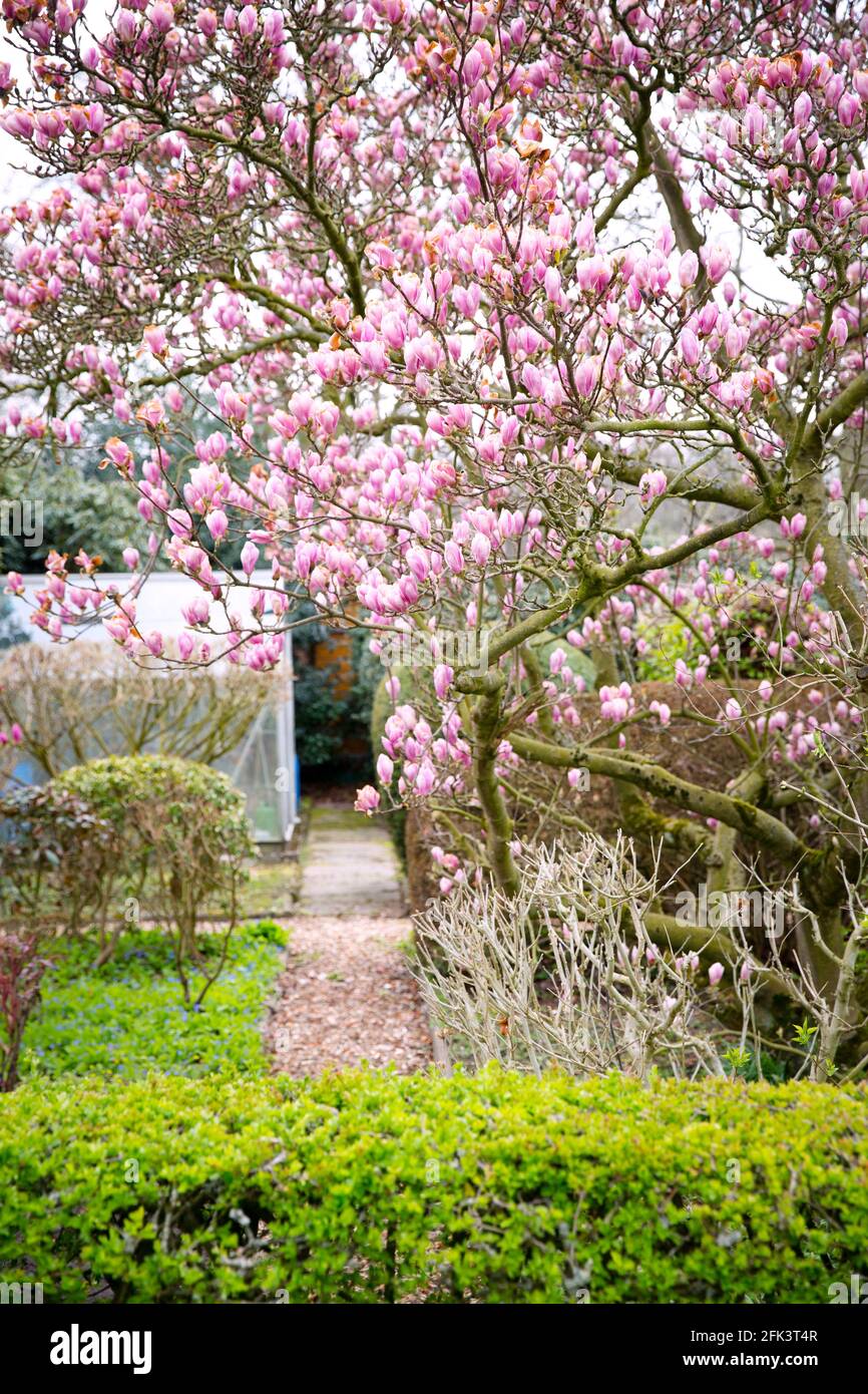 Flowering Magnolia Tree In A Garden Stock Photo - Alamy