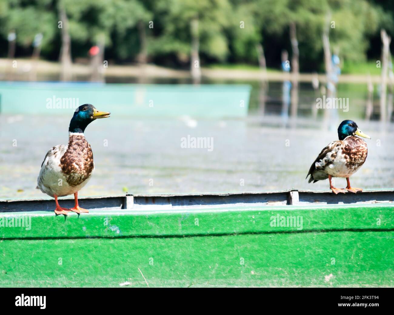 Ducks family hi-res stock photography and images - Alamy