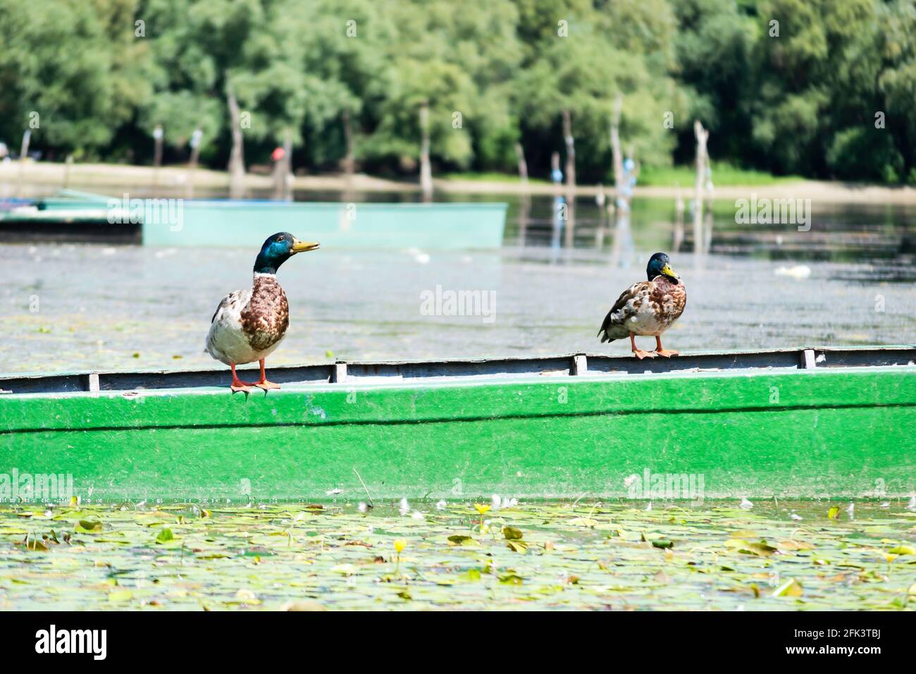 Wild ducks in their natural environment Stock Photo - Alamy