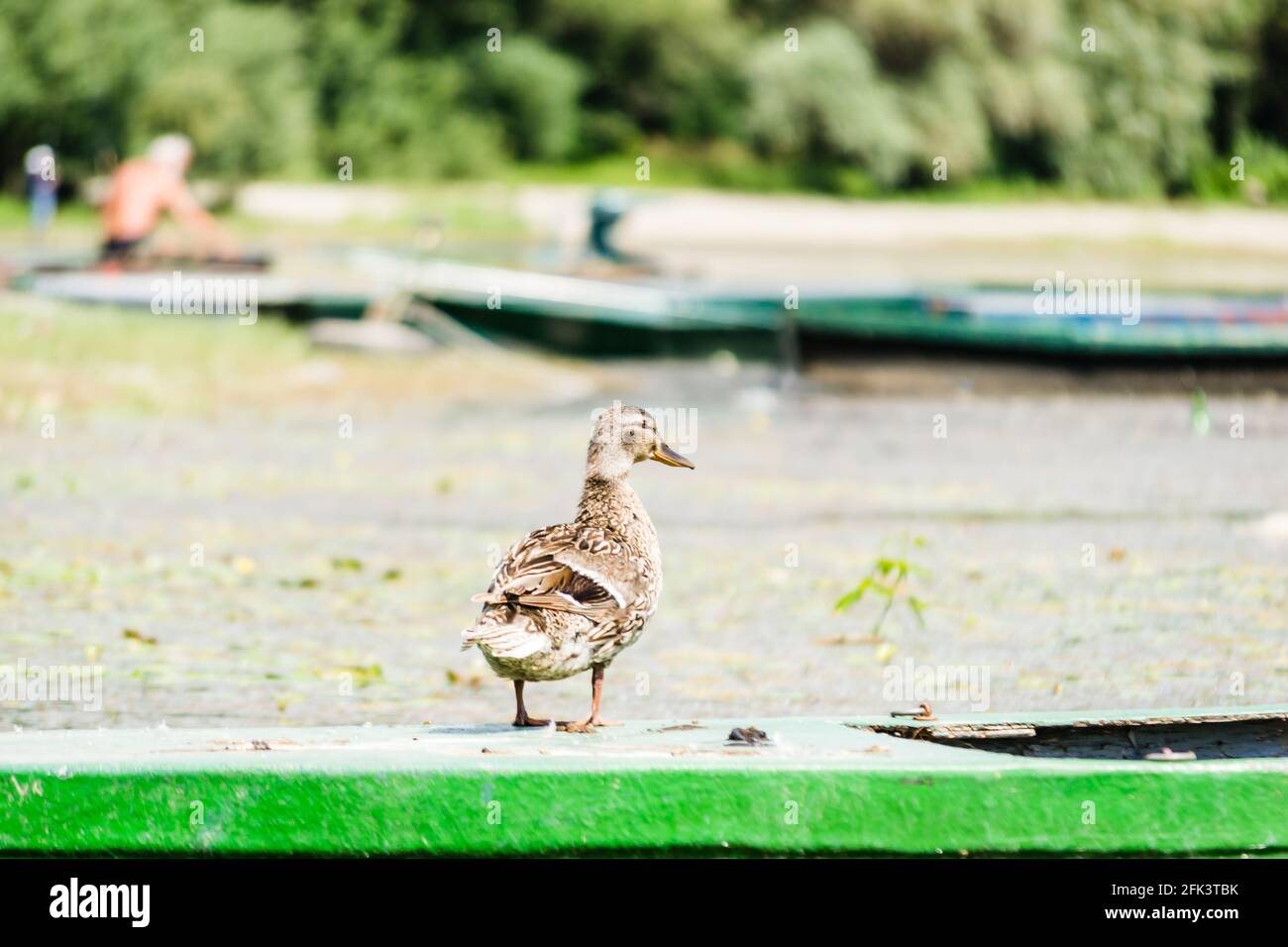 Wild ducks in their natural environment Stock Photo - Alamy