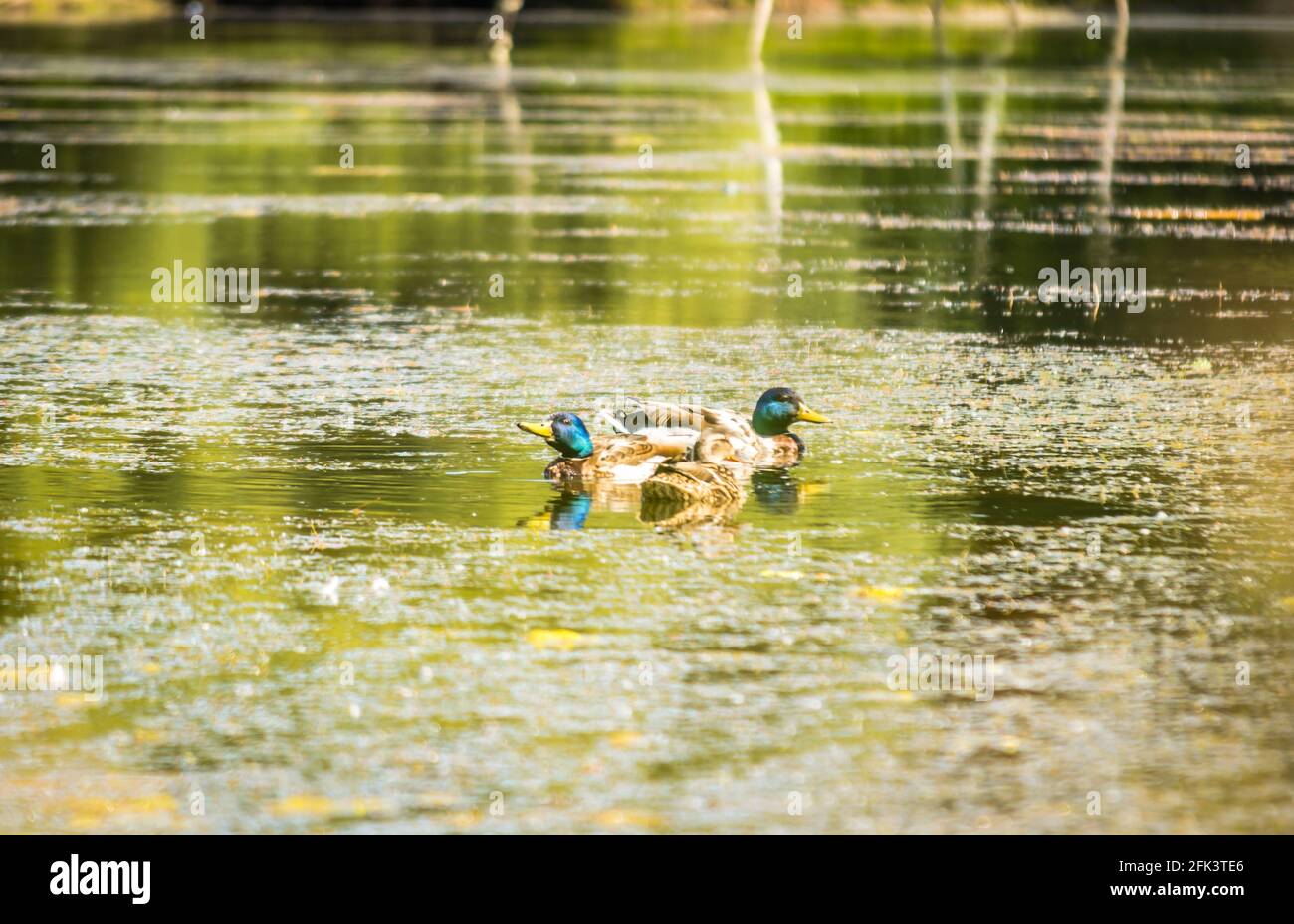 Wild ducks in their natural environment Stock Photo - Alamy