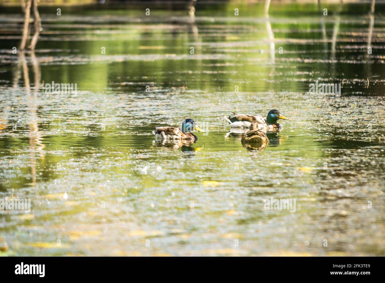 Swim with ducks hi-res stock photography and images - Alamy