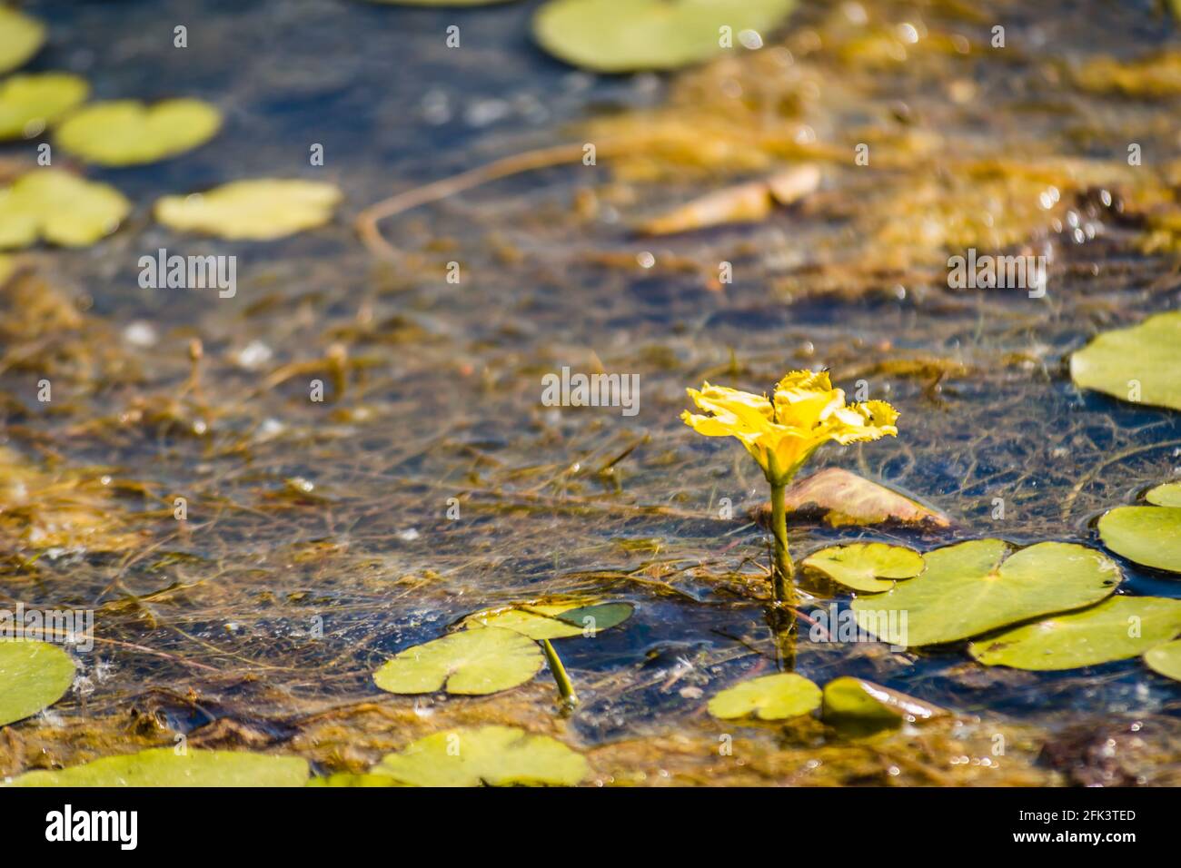 Yellow flowers of water lilies on the surface of the water Stock Photo ...