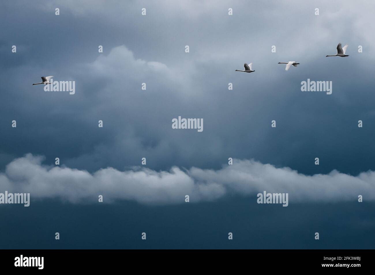 Four swans flying in the sky hi-res stock photography and images - Alamy