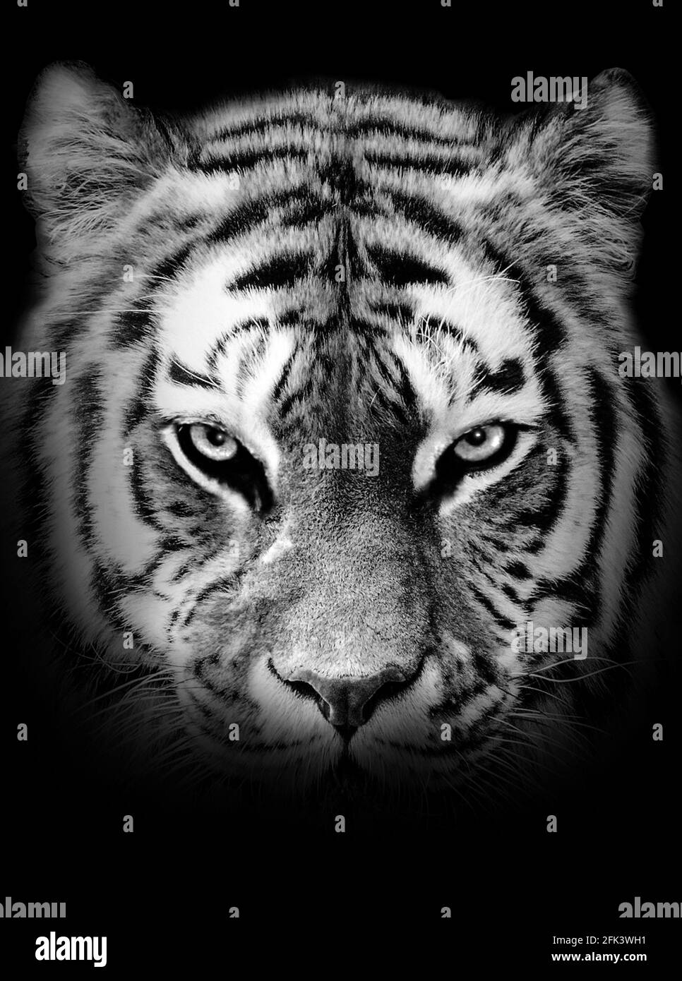 Tiger face profile , animal abstract Stock Photo - Alamy