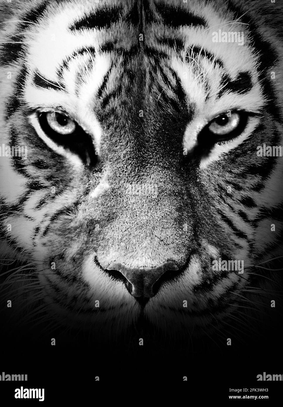 White Tiger Face Profile