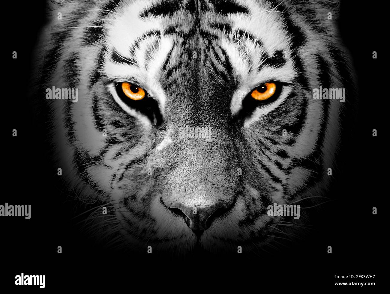 Tiger face profile , animal abstract Stock Photo - Alamy