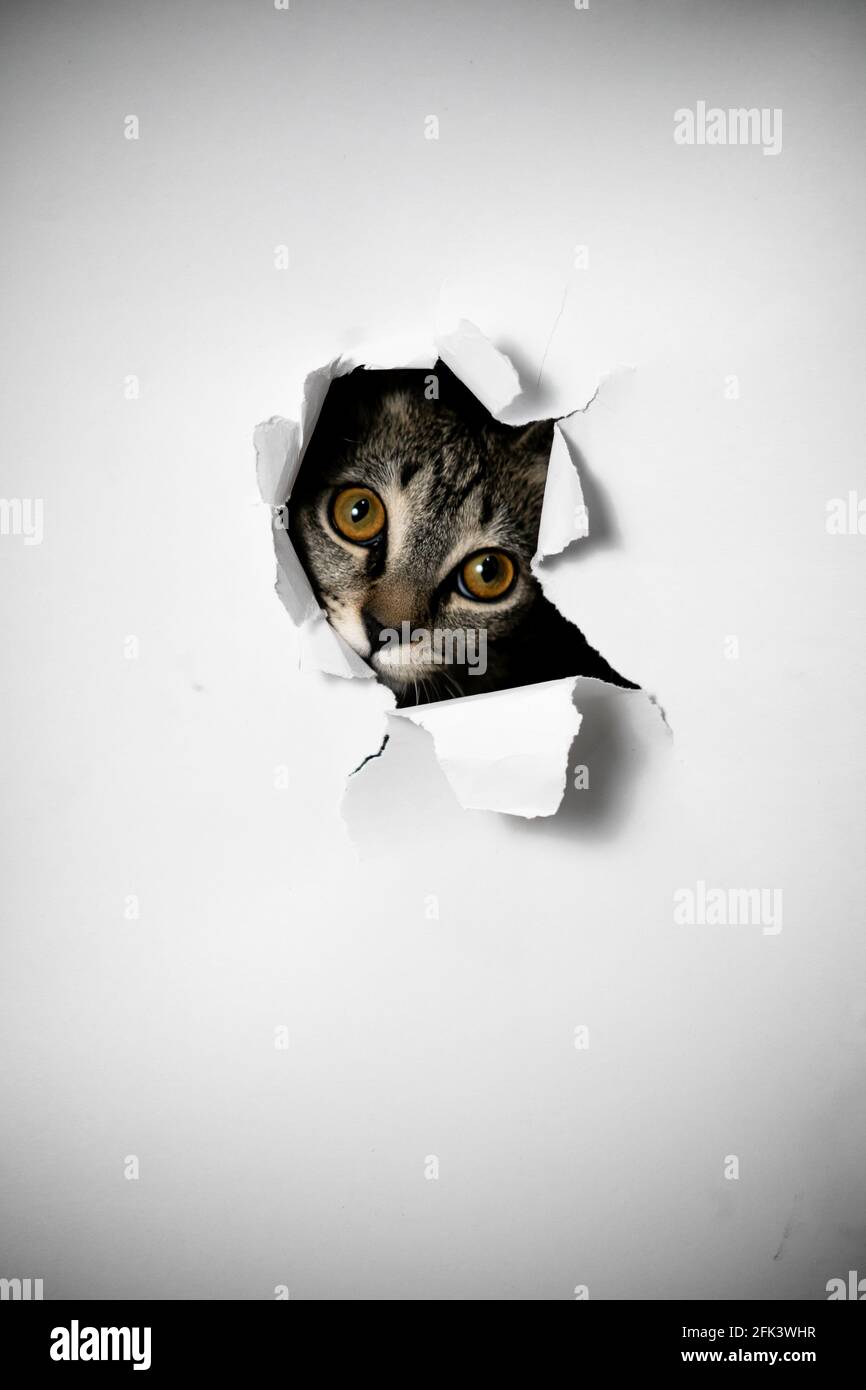 Cat looking through the hole in the torn paper Stock Photo - Alamy