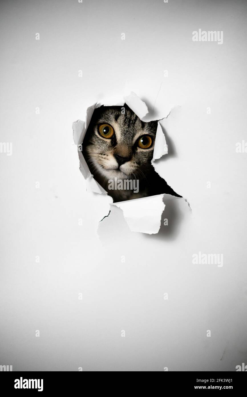 Cat looking through the hole in the torn paper Stock Photo - Alamy