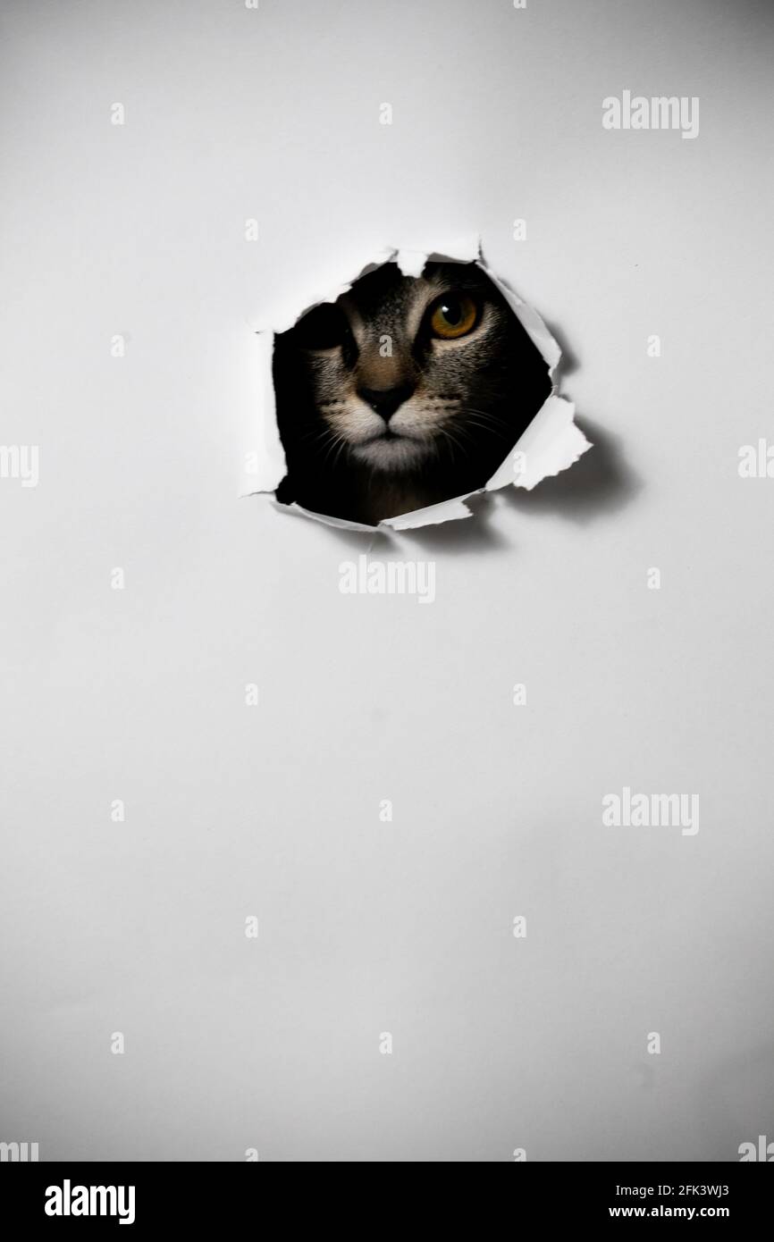 Cat looking through the hole in the torn paper Stock Photo - Alamy