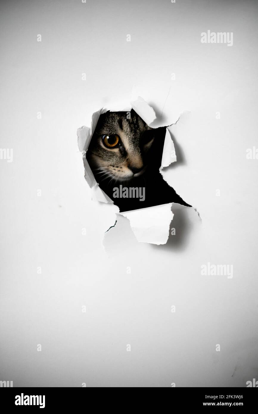 Cat looking through the hole in the torn paper Stock Photo - Alamy
