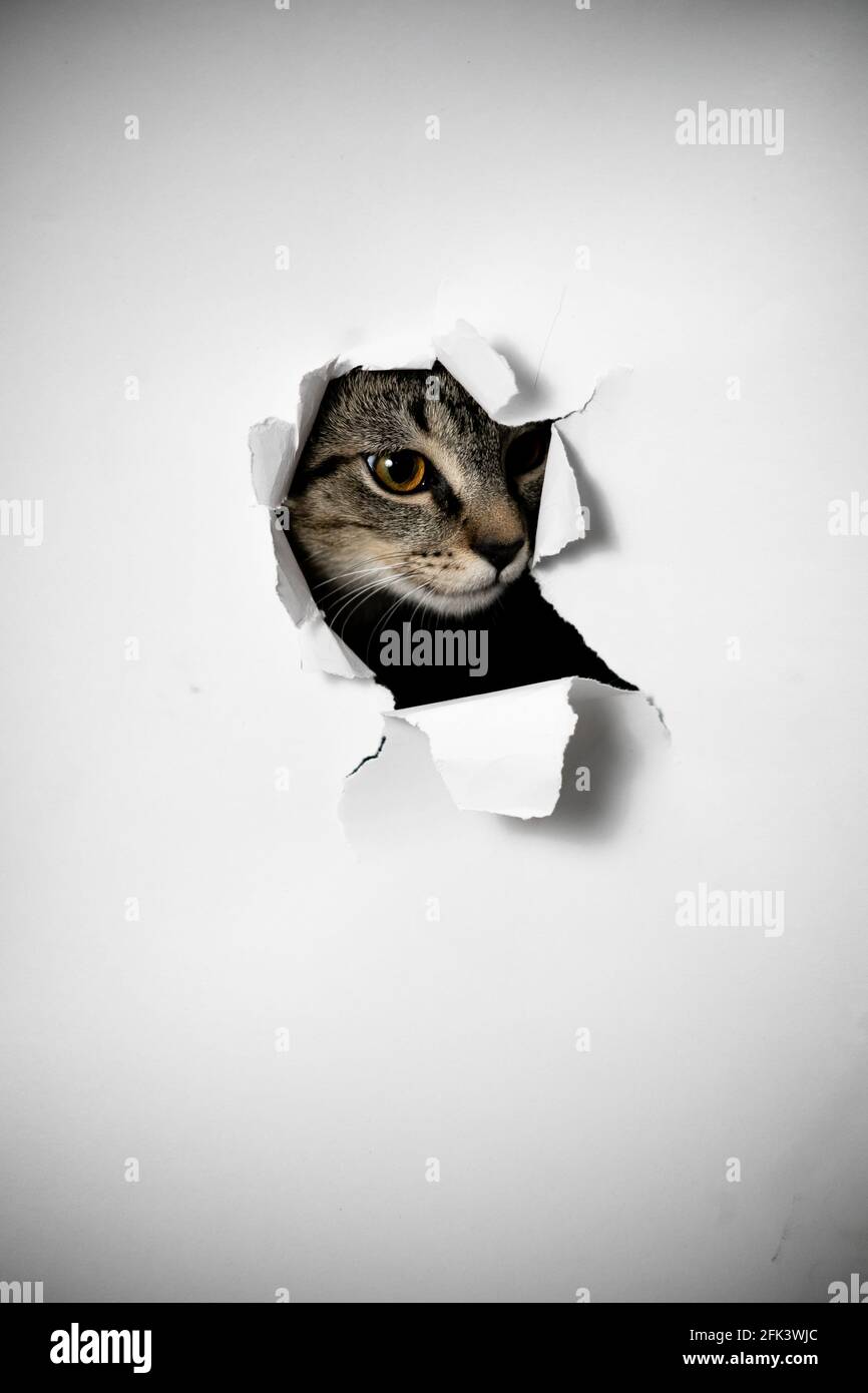 Cat looking through the hole in the torn paper Stock Photo - Alamy