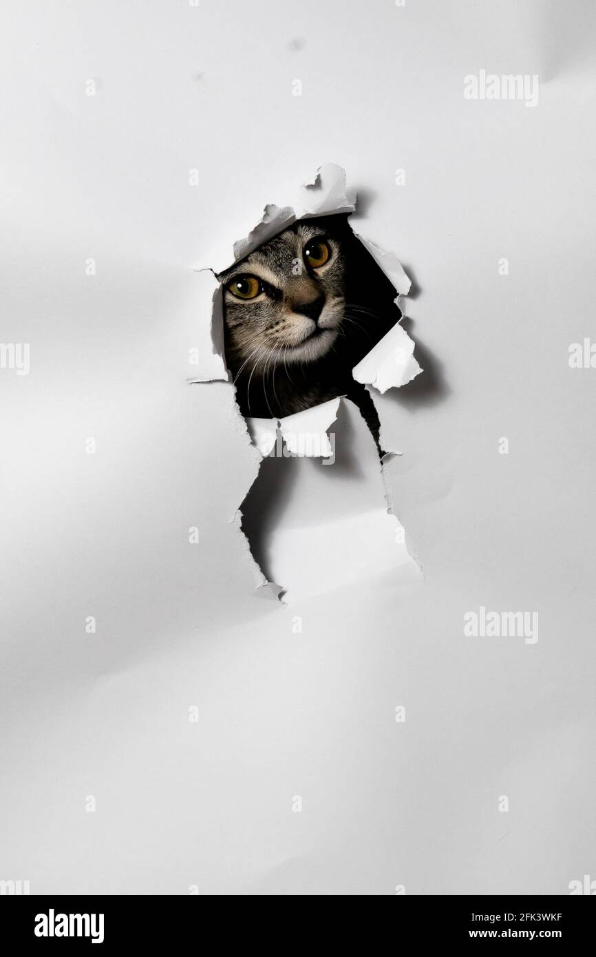 Cat looking through the hole in the torn paper Stock Photo - Alamy