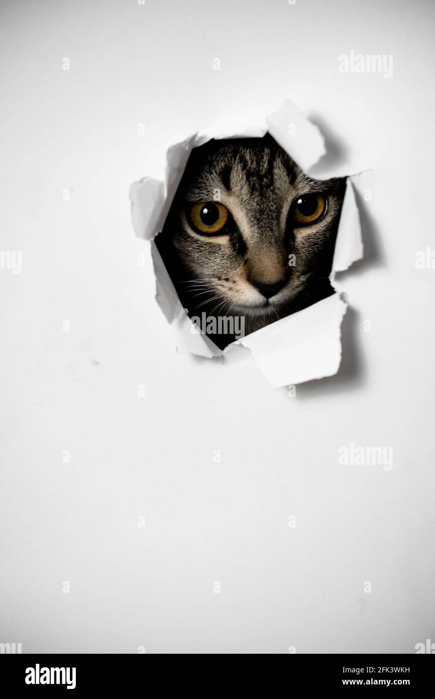Cat looking through the hole in the torn paper Stock Photo - Alamy