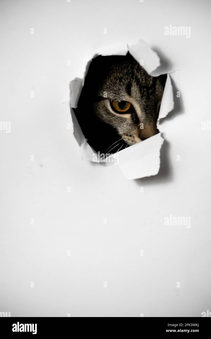 Cat looking through the hole in the torn paper Stock Photo - Alamy