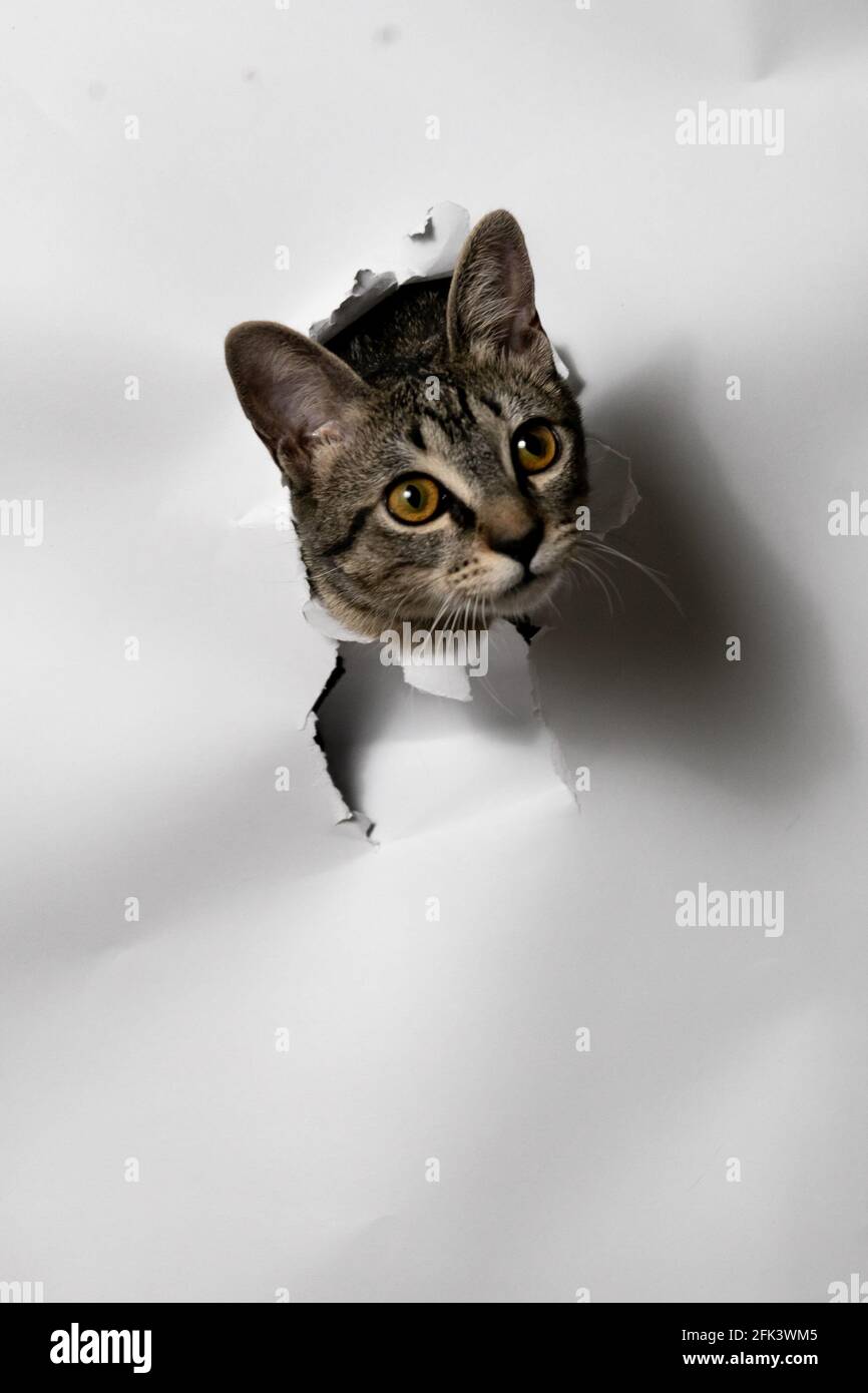 Cat looking through the hole in the torn paper Stock Photo - Alamy