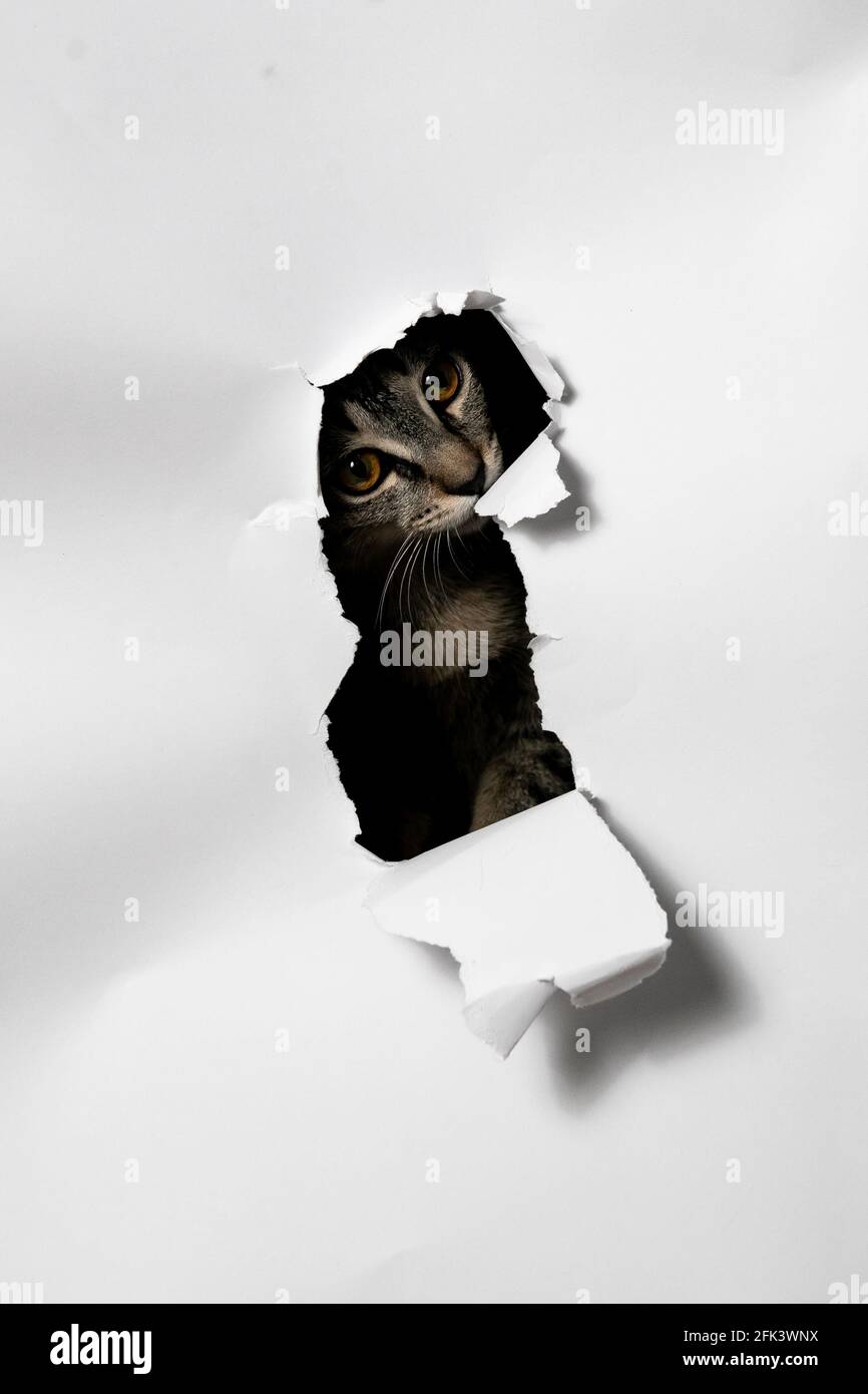Cat looking through the hole in the torn paper Stock Photo - Alamy