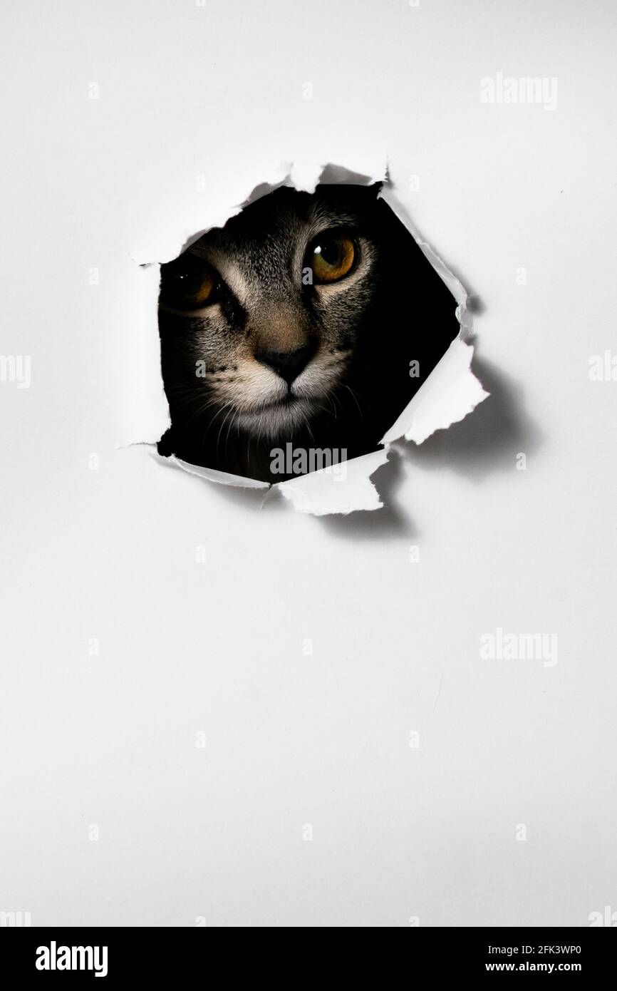 Cat looking through the hole in the torn paper Stock Photo - Alamy