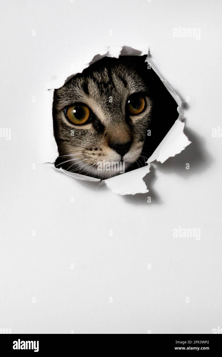 Cat looking through the hole in the torn paper Stock Photo - Alamy