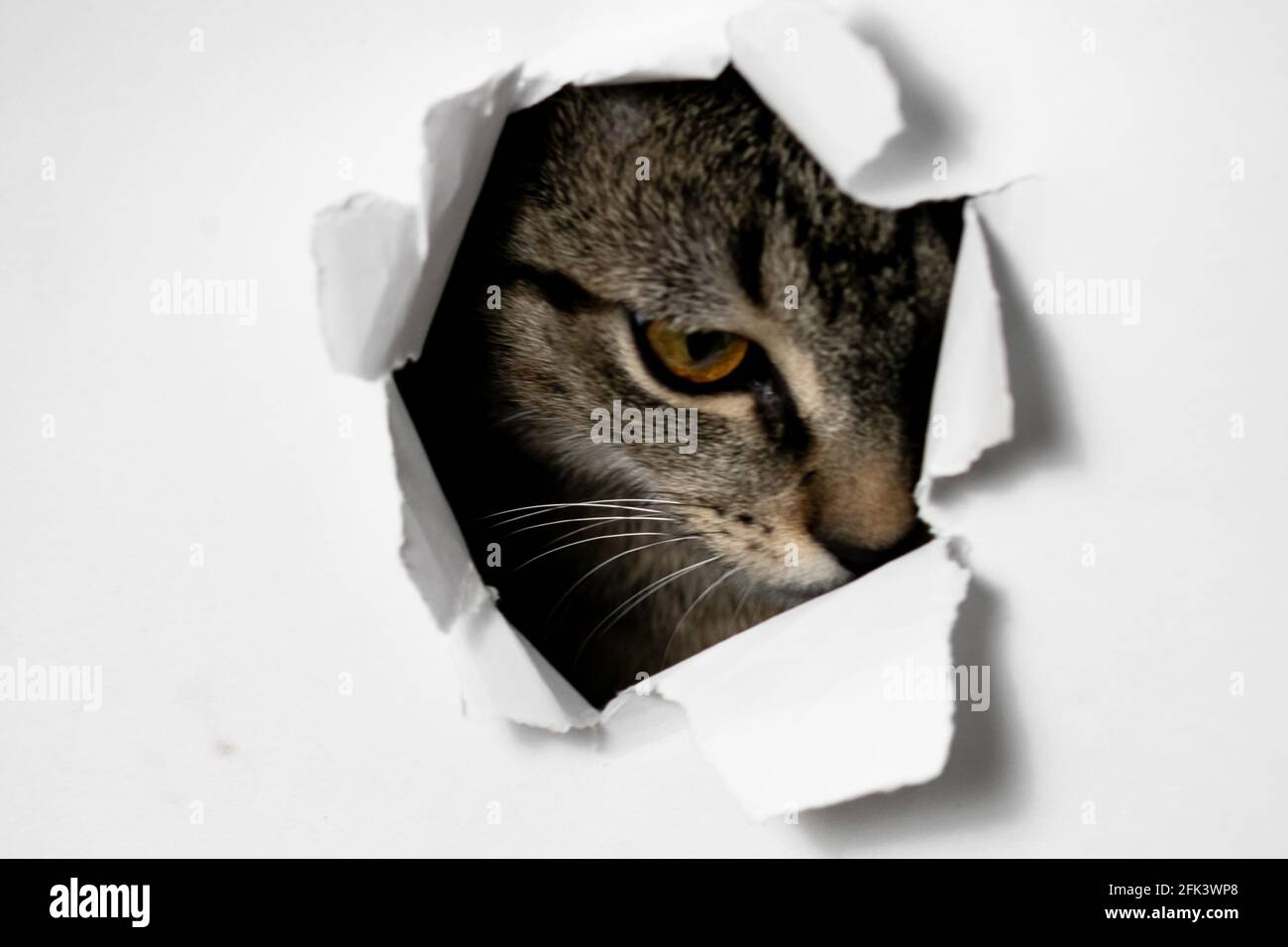 Cat looking through the hole in the torn paper Stock Photo - Alamy