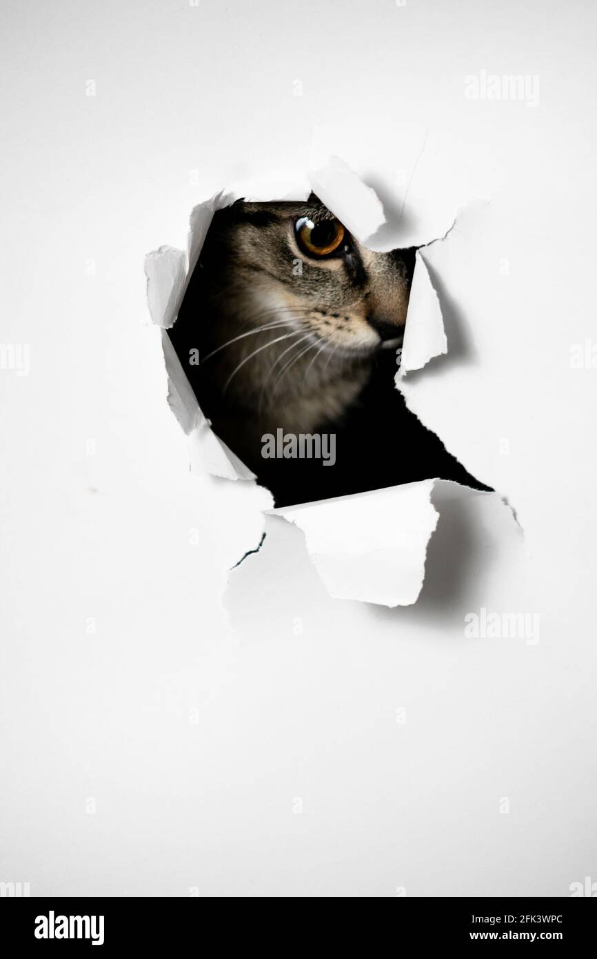 Cat looking through the hole in the torn paper Stock Photo - Alamy