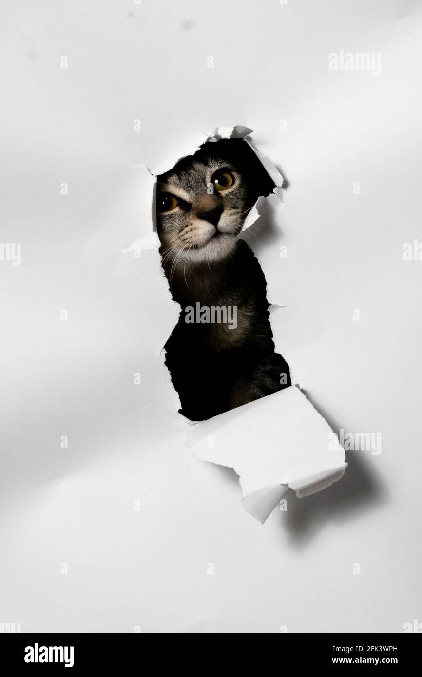 Cat looking through the hole in the torn paper Stock Photo - Alamy