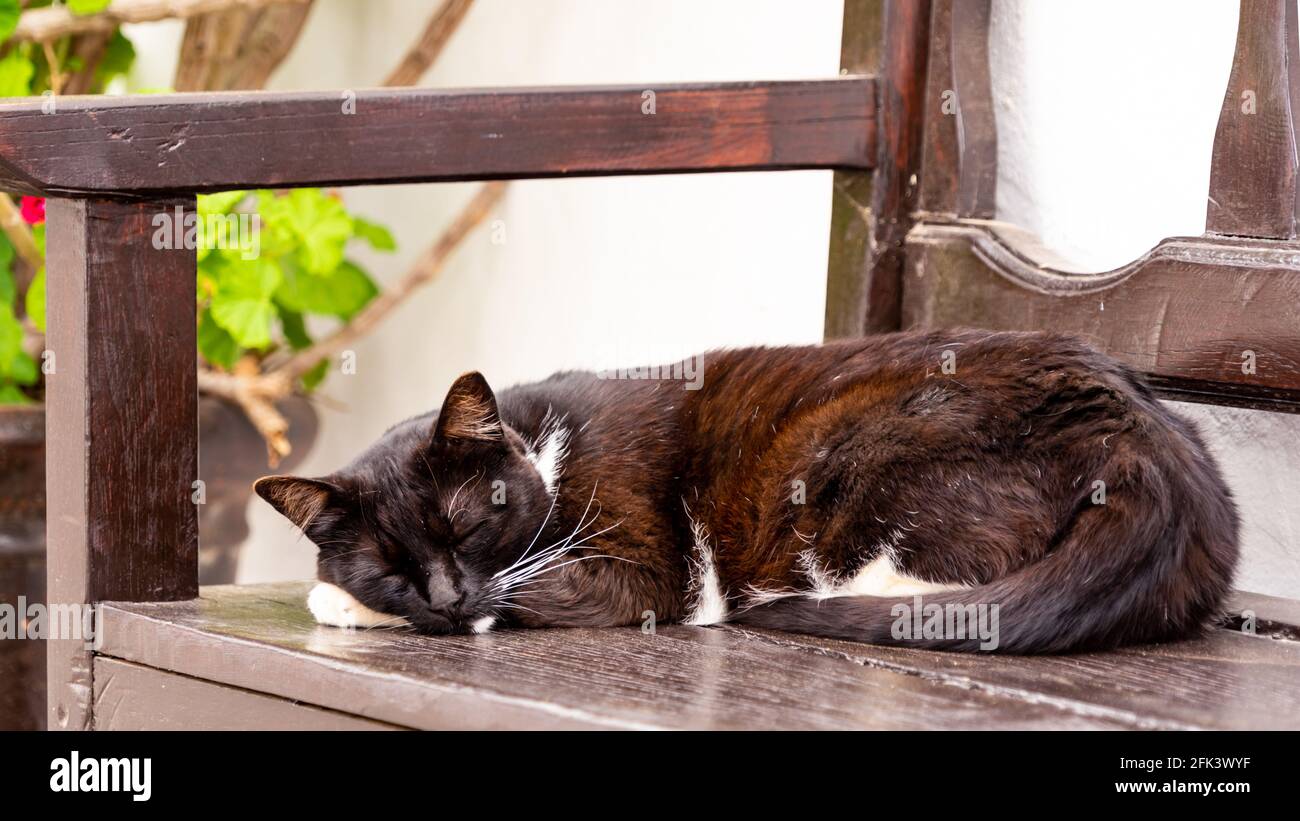 Snoozing Cat High Resolution Stock Photography and Images - Alamy